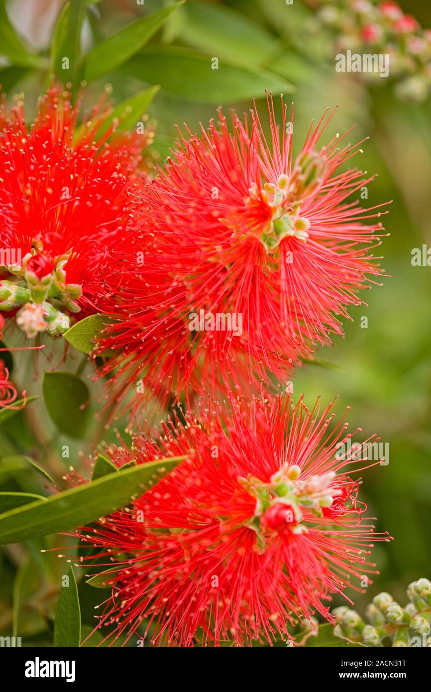 Bottlebrush (Callistemon sp.) in flower Stock Photo - Alamy