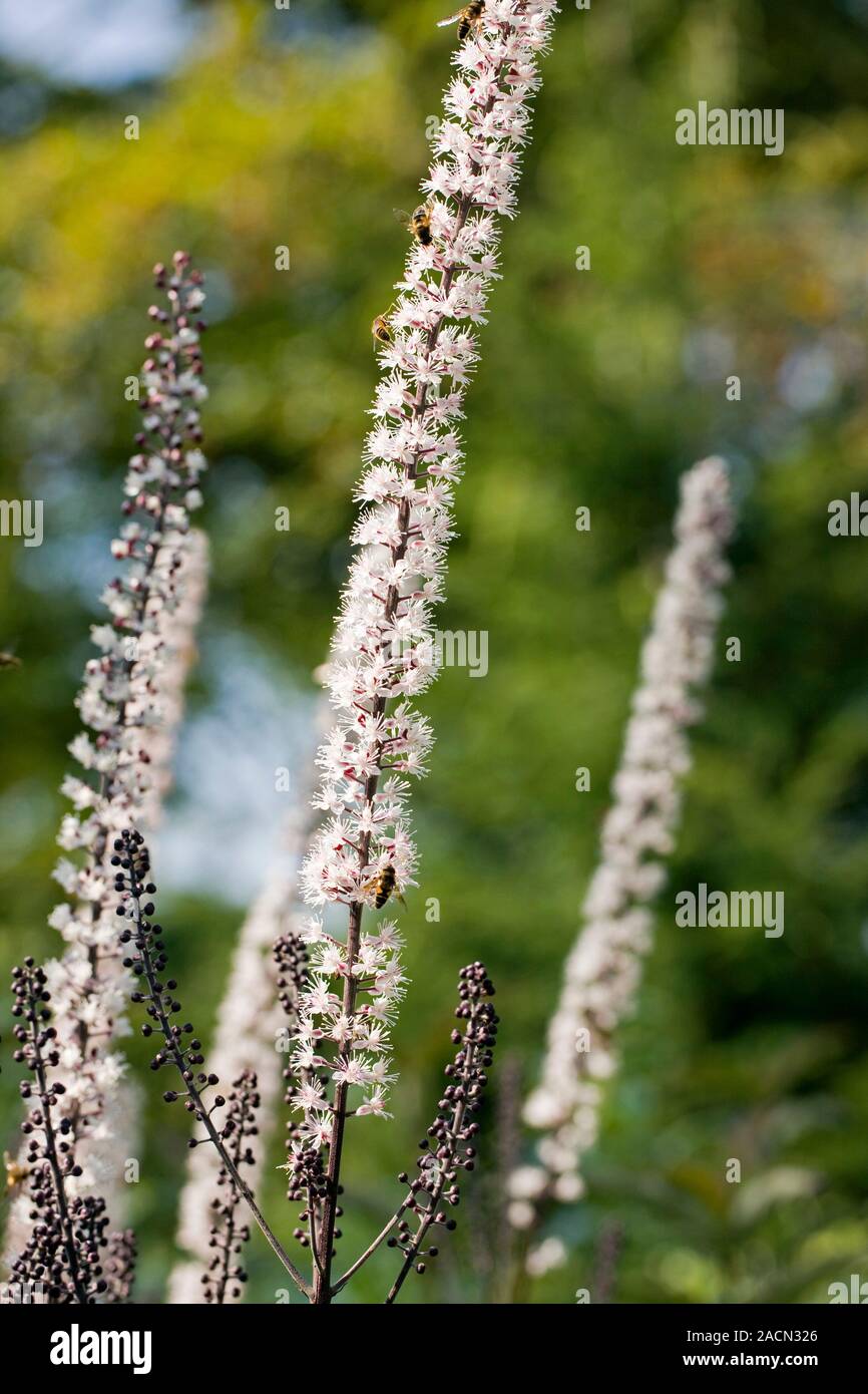 Bugbane (Cimicifuga simplex 'Brunette') flowering in summer Stock Photo ...