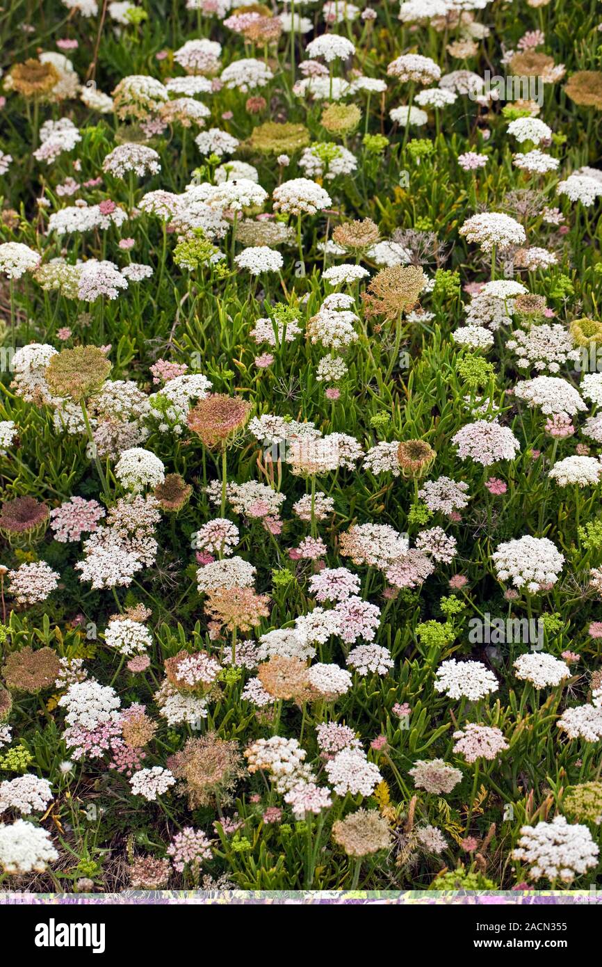 Wild Carrot (Daucus carota) flowering in summer Stock Photo - Alamy
