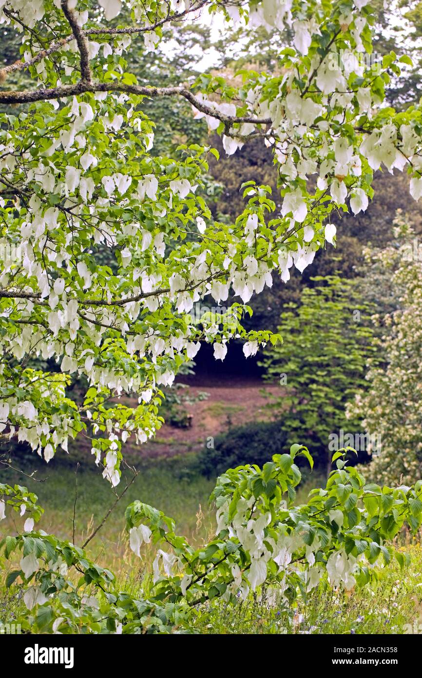 Handkerchief tree (Davidia involucrata) in flower Stock Photo - Alamy