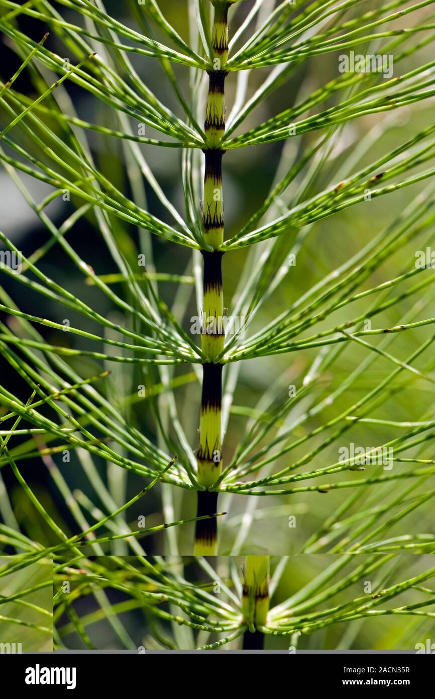 Great Horsetail (Equisetum telmateia) in summer Stock Photo - Alamy