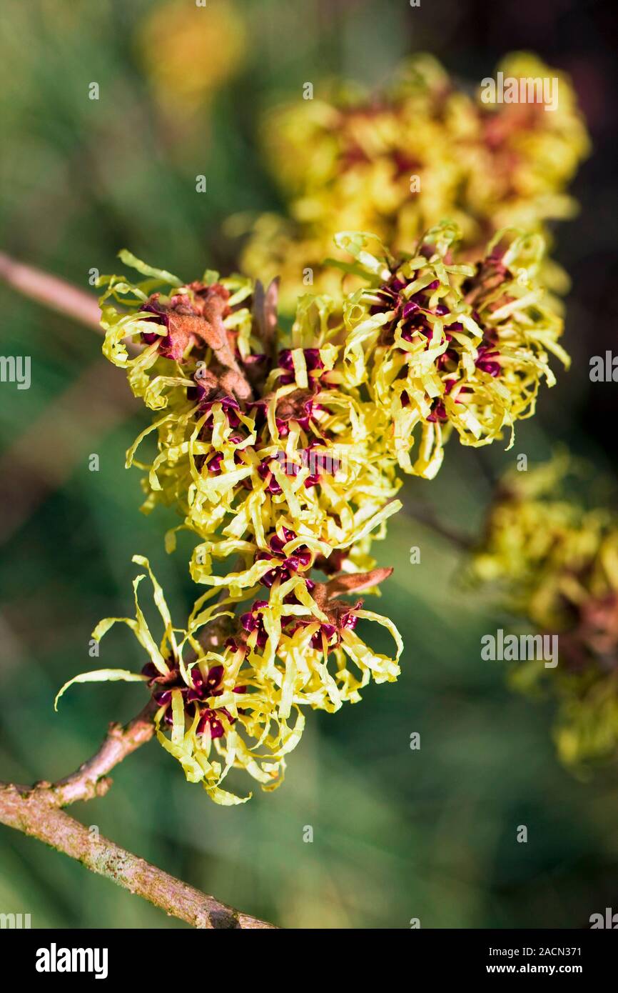 Witch Hazel (Hamamelis x intermedia 'Pallida') flowering in winter ...