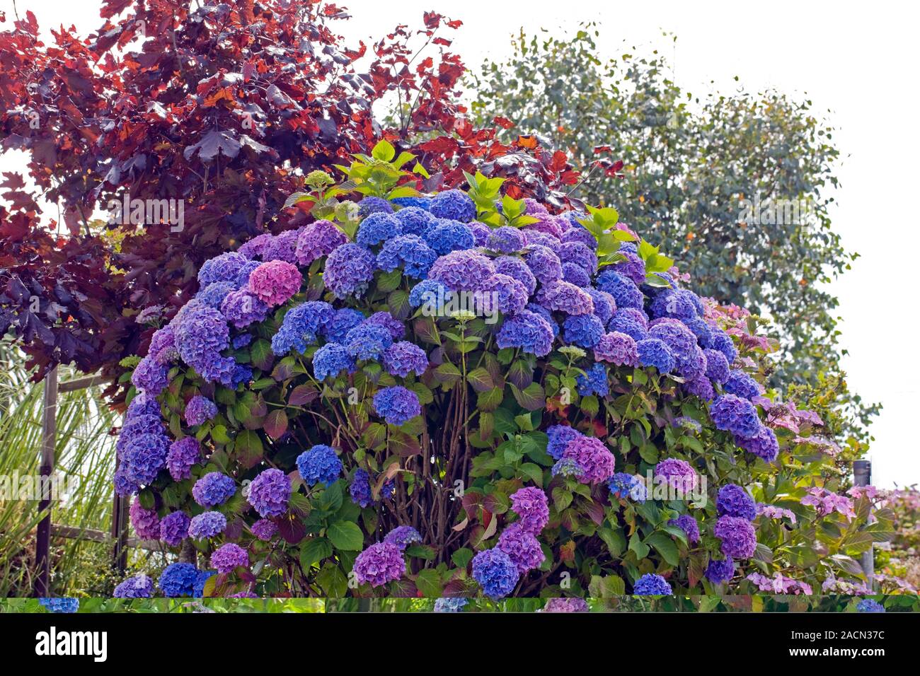 Hydrangea sp. flowering in summer Stock Photo - Alamy