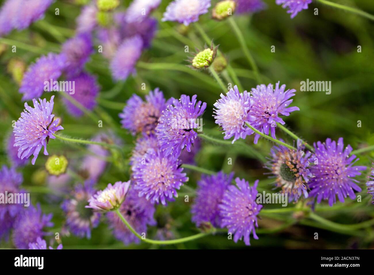 Field Scabious (Knautia arvensis) in flower Stock Photo - Alamy