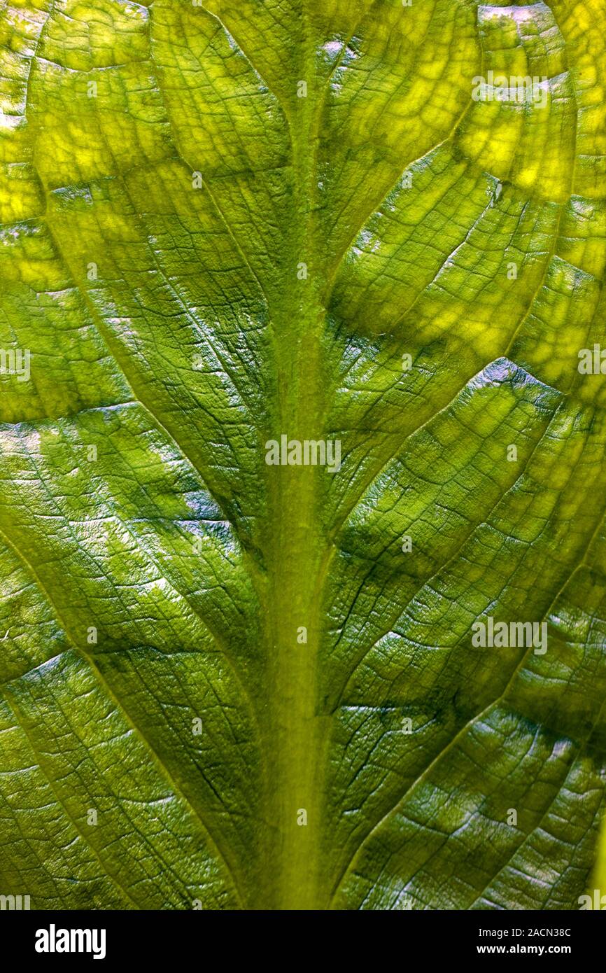 Close-up of a Skunk Cabbage (Lysichiton americanus) leaf Stock Photo ...