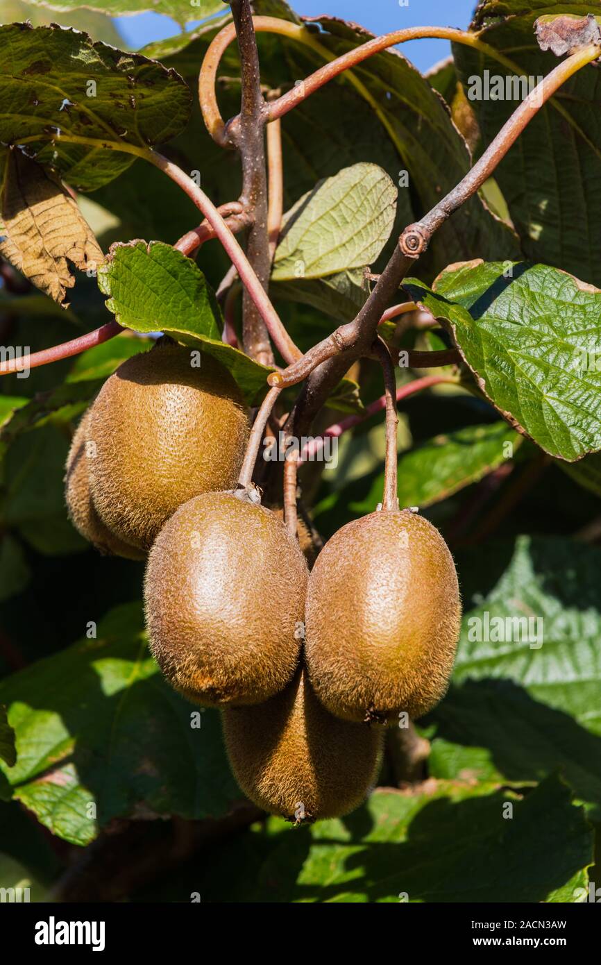 Kiwi on a kiwi tree Stock Photo - Alamy