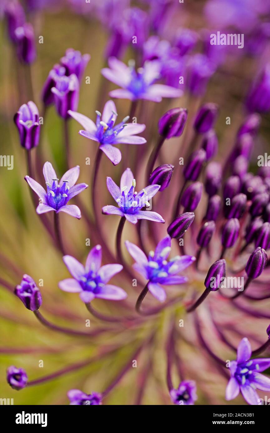 Scilla peruviana in flower Stock Photo - Alamy