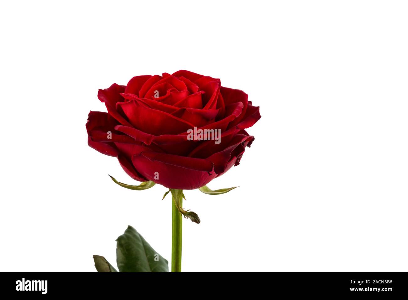 Red Rose. Signs of love Stock Photo - Alamy