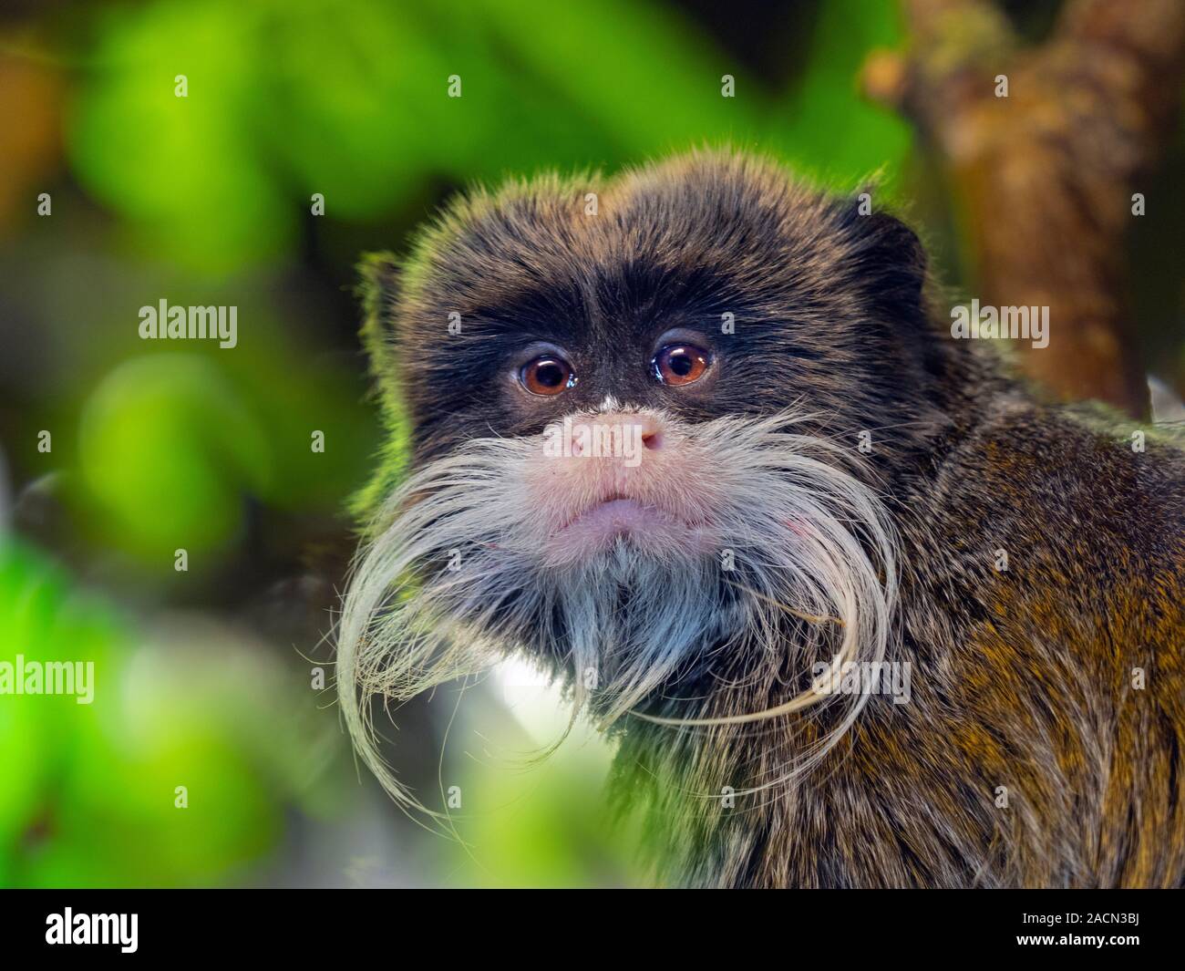 Emperor tamarin Saguinus imperator Stock Photo - Alamy