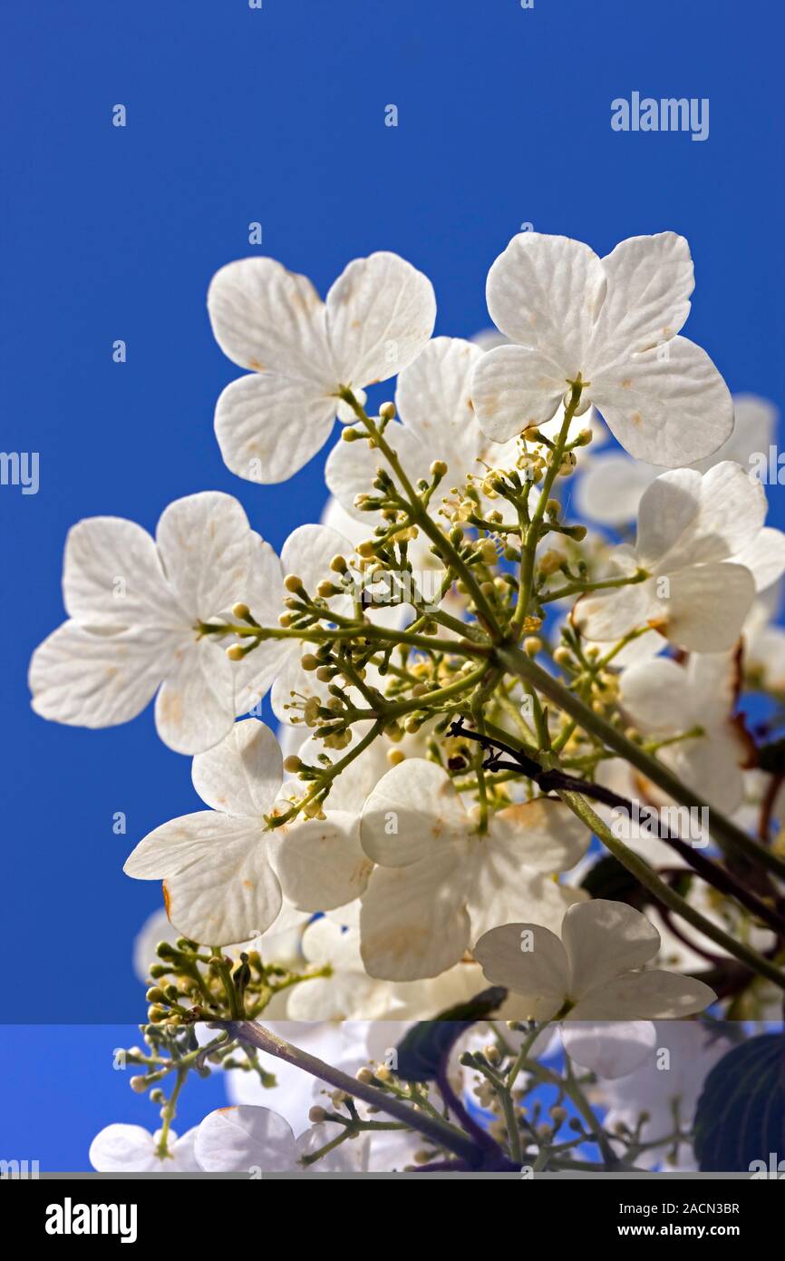 Viburnum plicatum f tomentosum 'Summer Snowflake' in flower Stock Photo ...