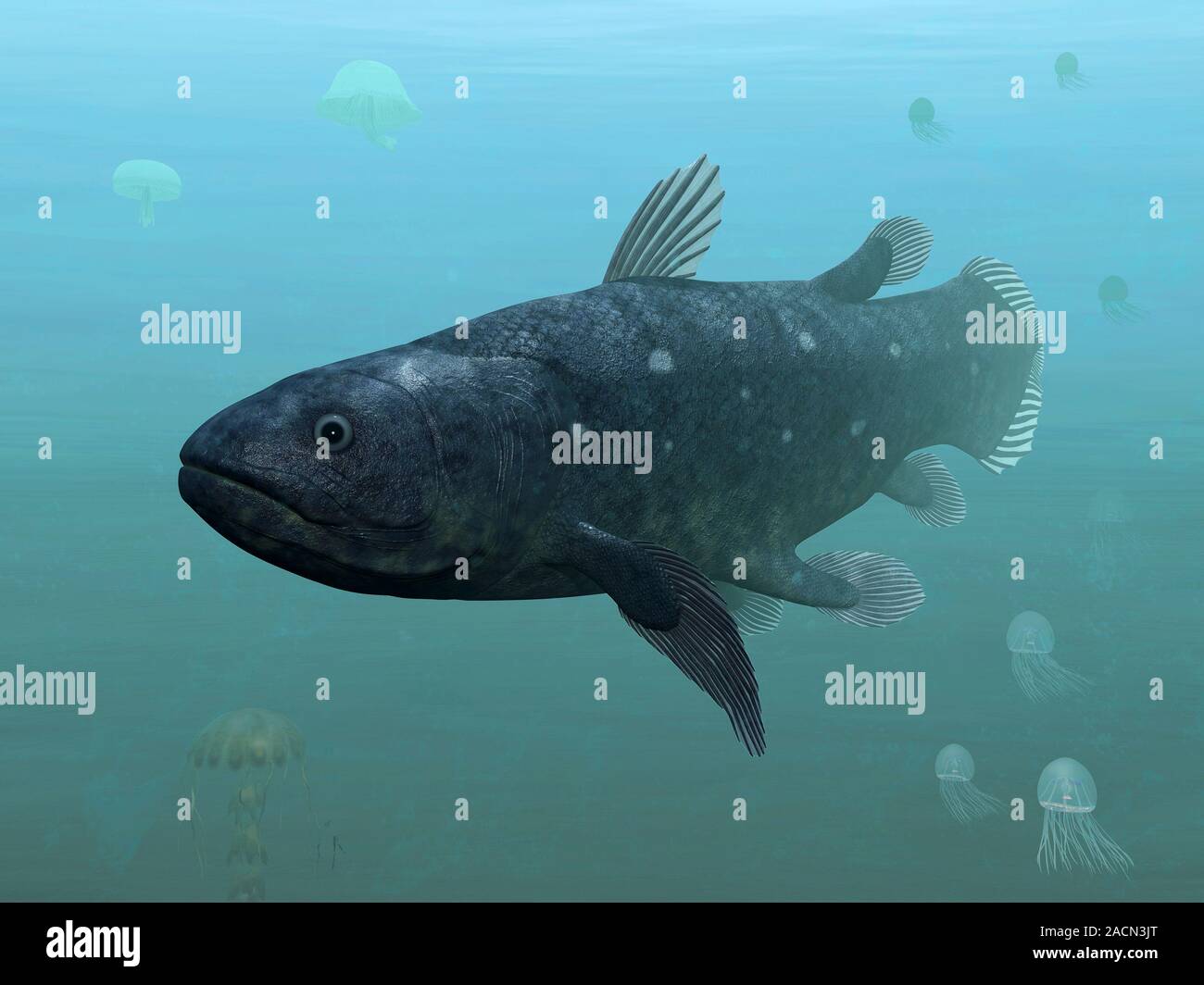 Coelacanth fish. Computer artwork of a coelacanth fish (Latimeria ...