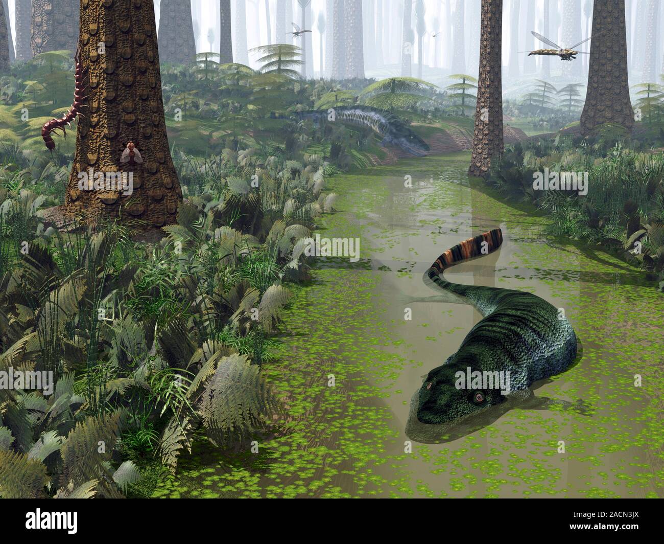 Eogyrinus. Computer artwork of Eogyrinus sp. prehistoric amphibians in ...