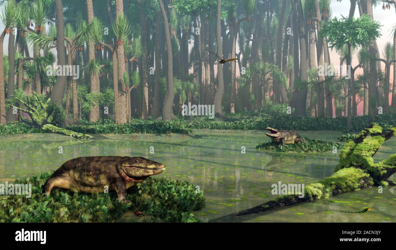 Eryops. Computer artwork of two Eryops prehistoric amphibians in a ...