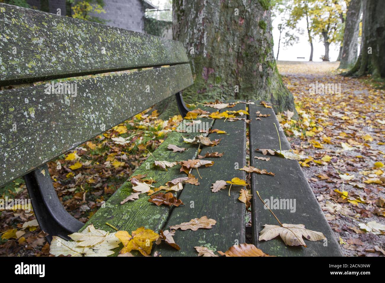 Bench at Lake Chiemsee in autumn, Bavaria Stock Photo - Alamy