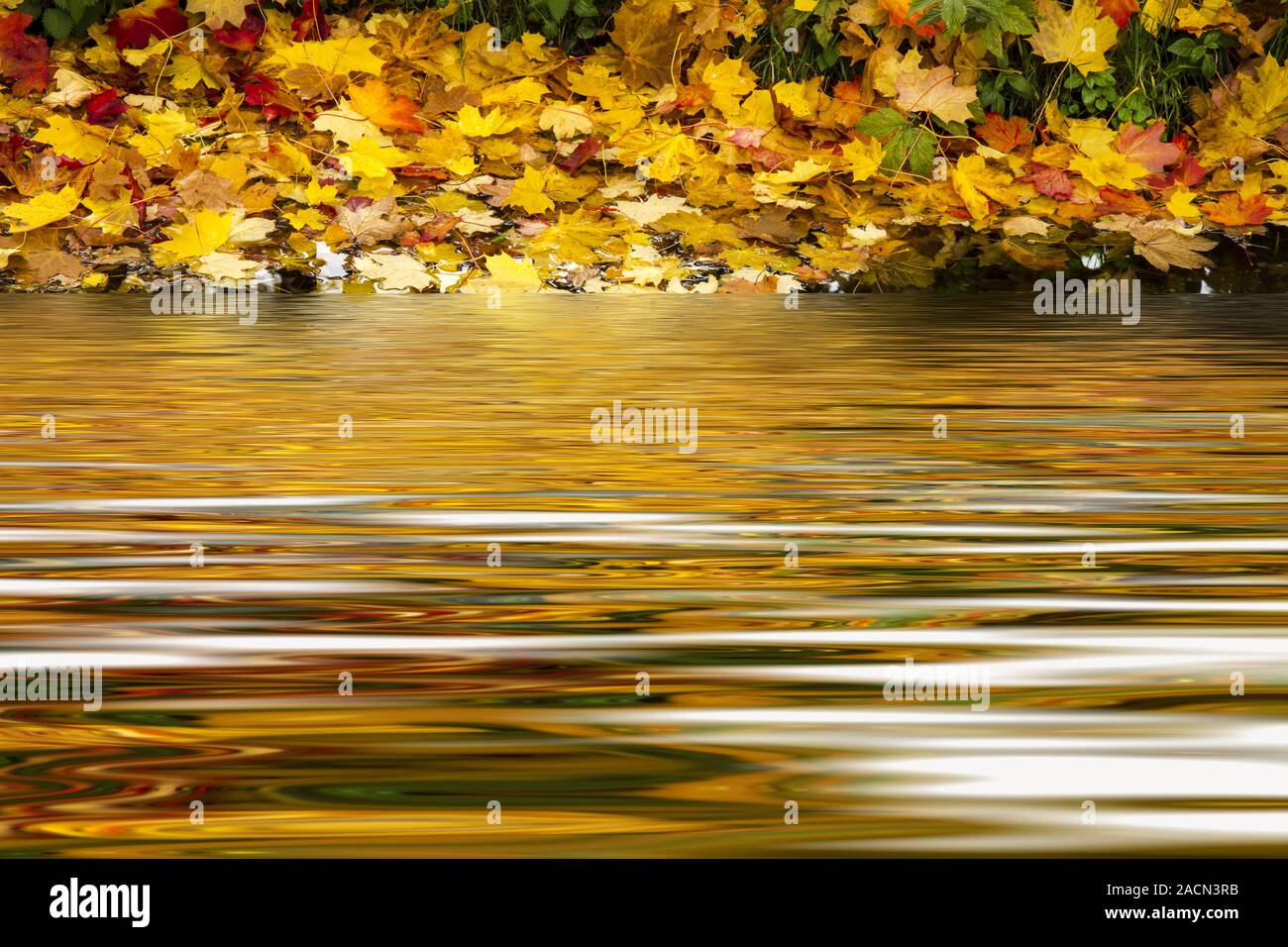 Maple leaves and brook hi-res stock photography and images - Alamy