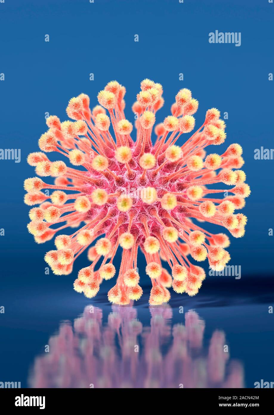 Herpes virus. Computer artwork of a herpes virus particle (virion ...