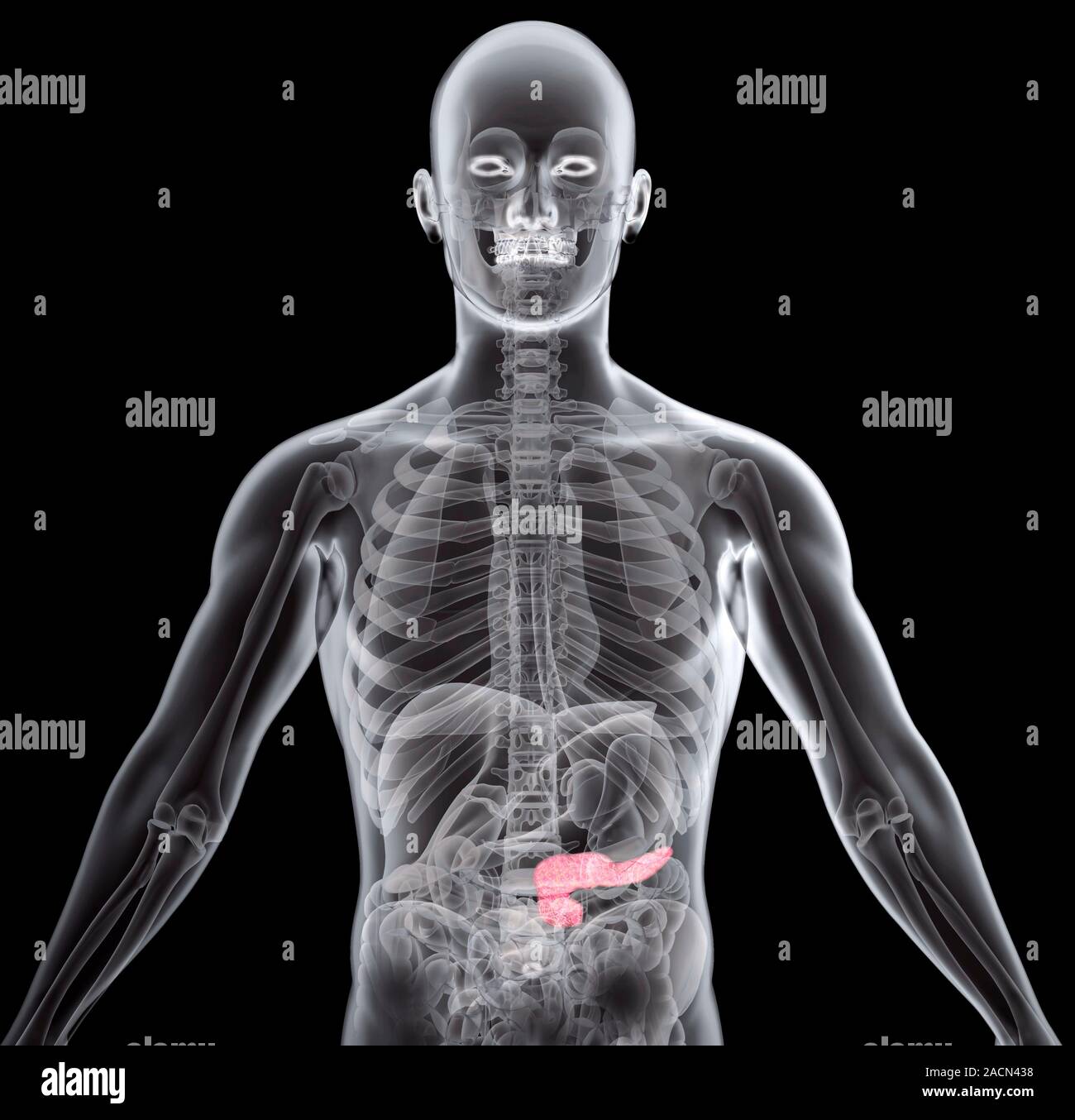 Human pancreas. X-ray computer artwork showing the location of the ...