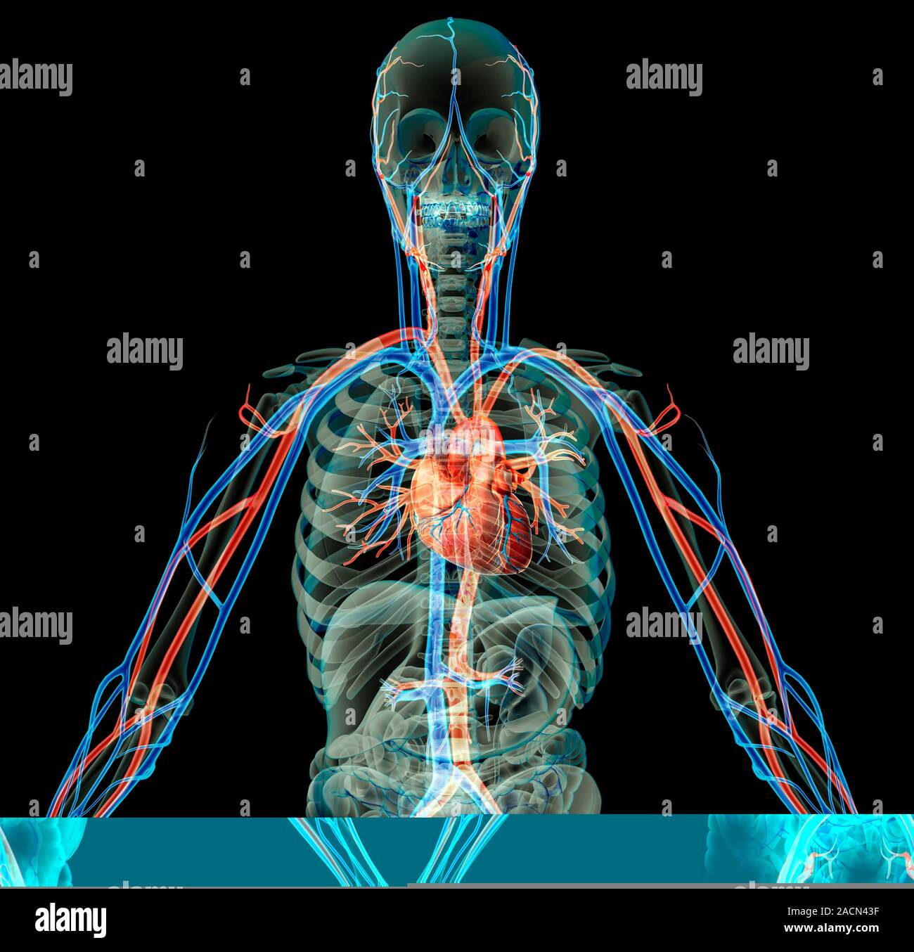 Cardiovascular system, computer artwork. The heart (centre) is a hollow ...