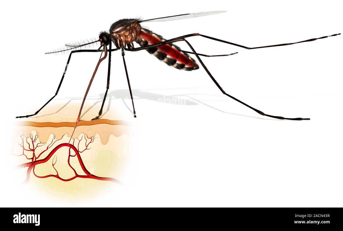 Mosquito feeding. Computer artwork of a mosquito with its proboscis ...