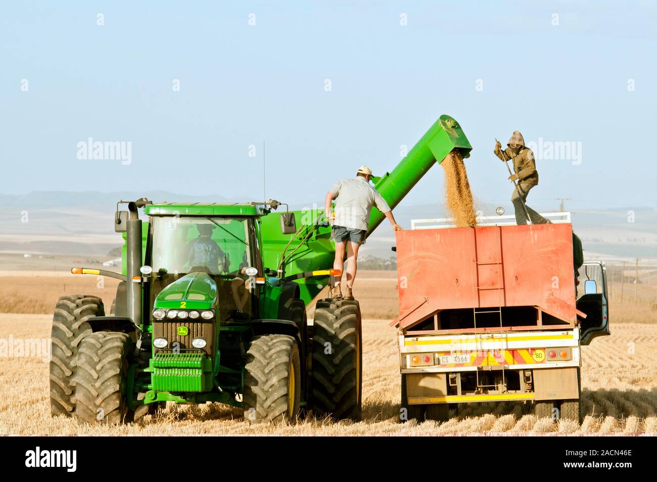 Wheat harvest. Workers using a combine harvester and truck to gather ...