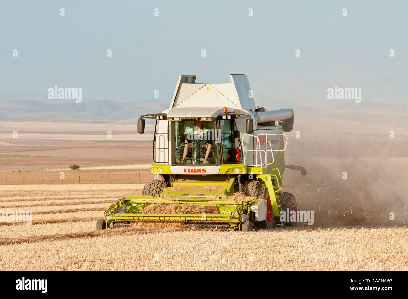 Wheat harvest. Farmer operating a combine harvester to gather grains of ...