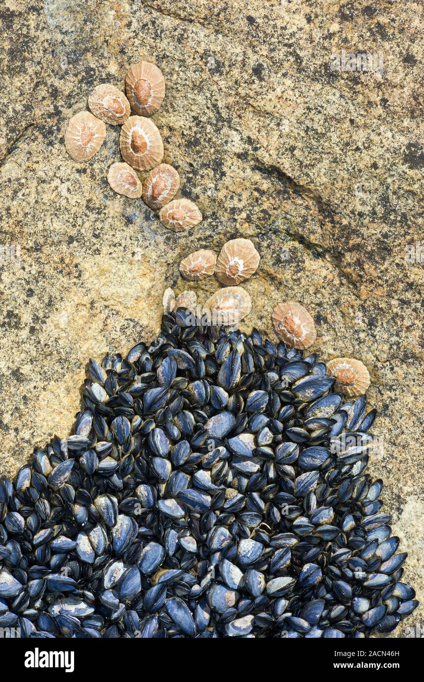 Invasive mussels and limpets. Invasive alien Mediterranean mussels ...