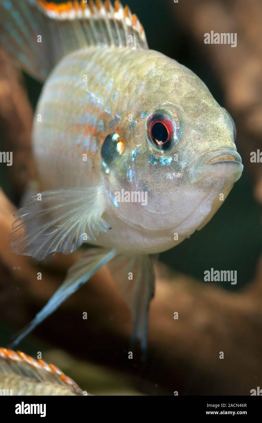 Cichlid. Male Anomalochromis thomasi cichlid. This fish is the only ...