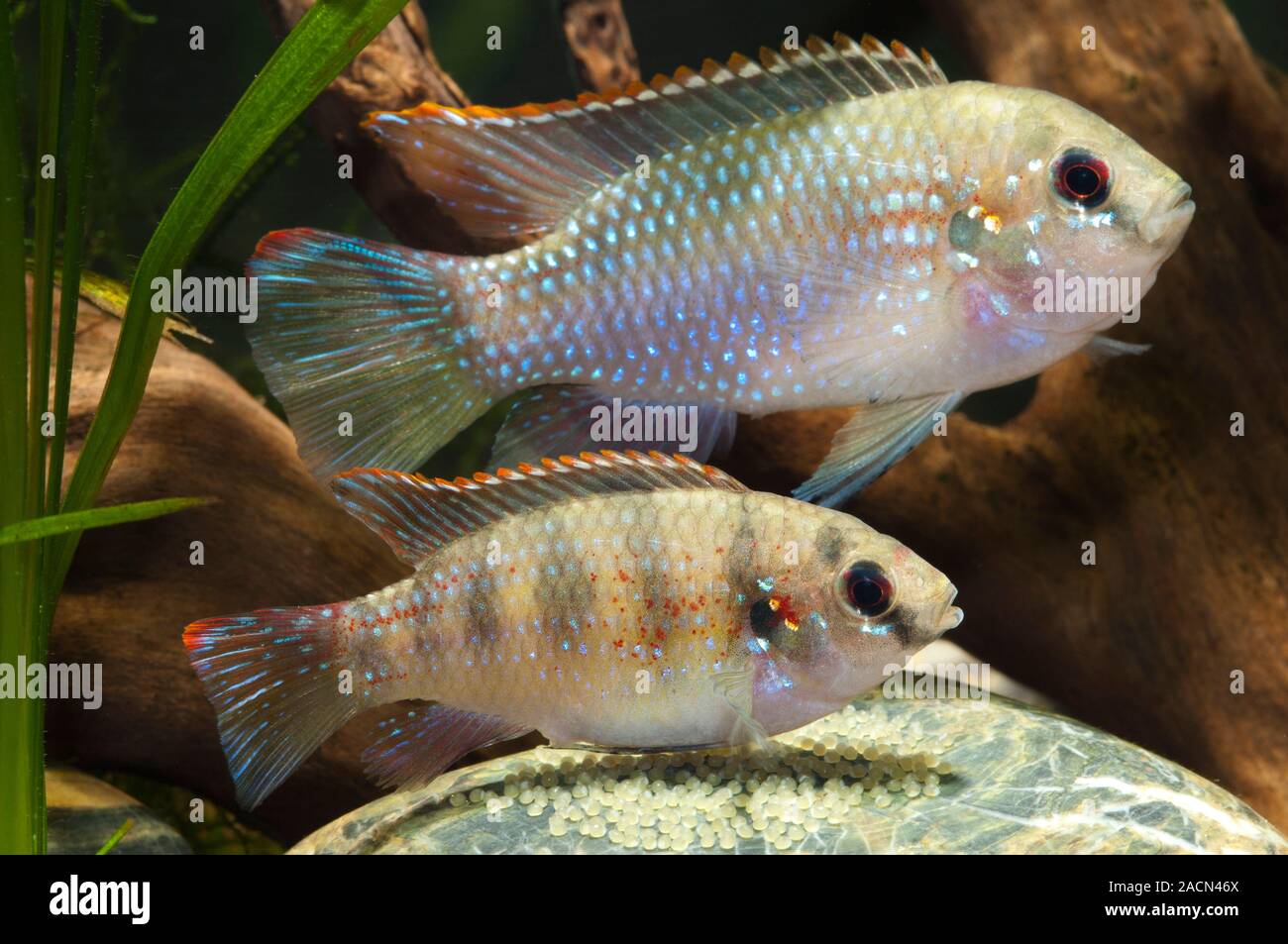 Cichlids spawning. Breeding pair of Anomalochromis thomasi cichlids ...