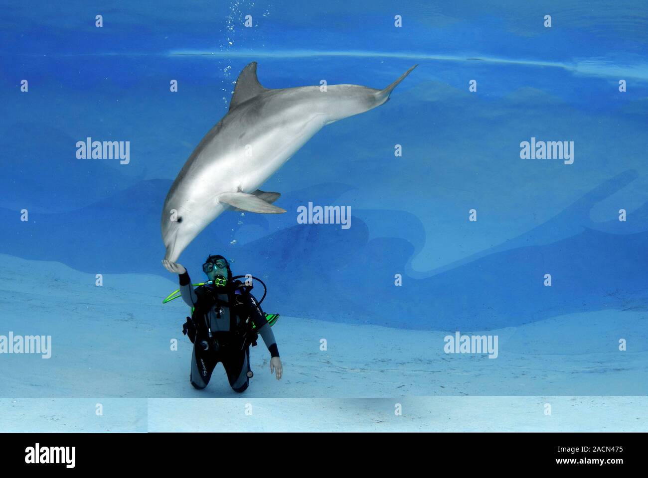 Bottlenose dolphin in an aquarium with a trainer. The bottlenose ...