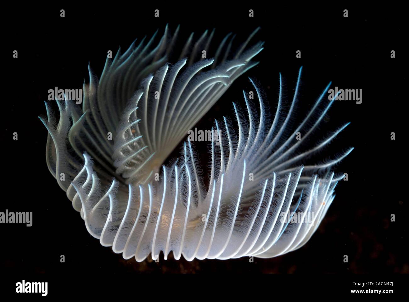 Serpulid marine worm. Close-up of the tentacled head of a tube-building ...