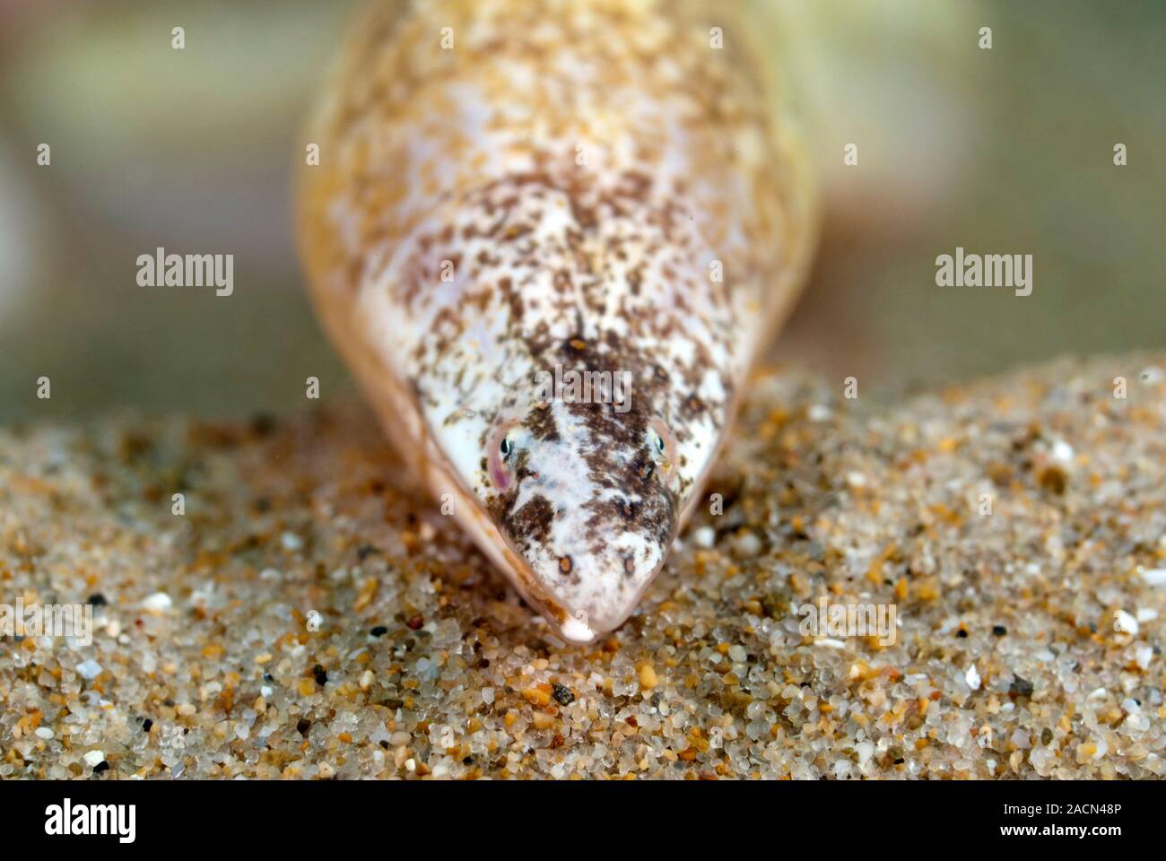 Snake eel in sand. Close-up of the head of a snake eel (Apterichtus ...