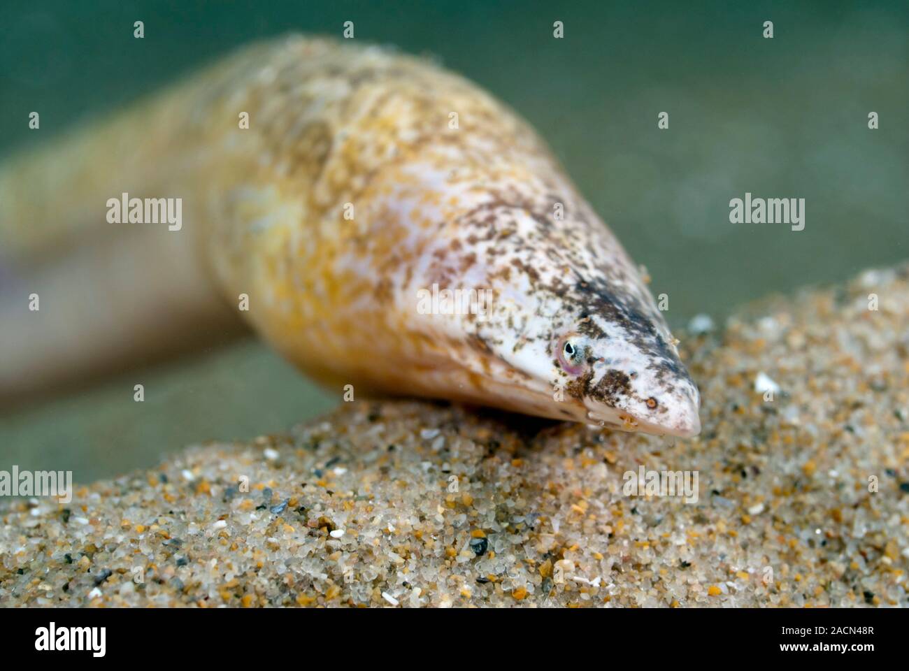 Snake eel in sand. Close-up of the head of a snake eel (Apterichtus ...
