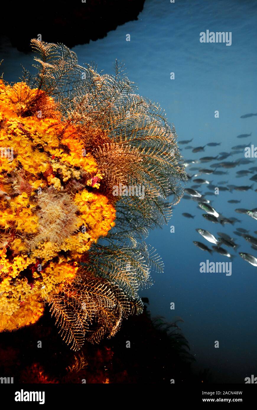 Coral reef. Fish swimming by yellow cluster anemones (Parazoanthus ...