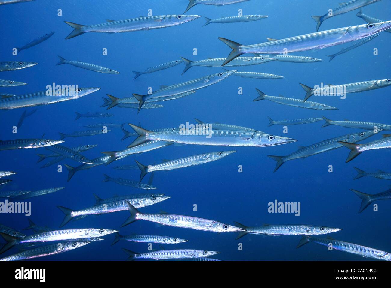 European barracuda. Shoal of European barracuda (Sphyraena sphyraena ...