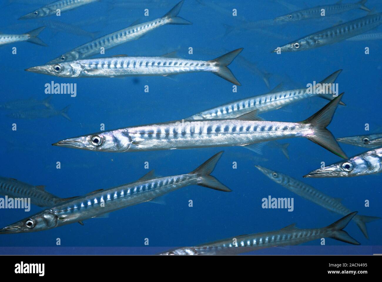 European barracuda. Shoal of European barracuda (Sphyraena sphyraena) swimming in open water ...
