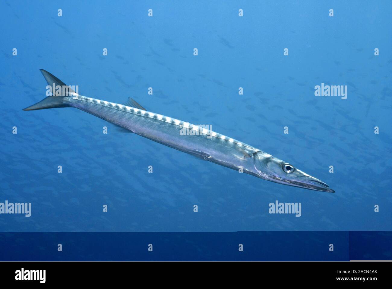 European barracuda. European barracuda (Sphyraena sphyraena) in open ...