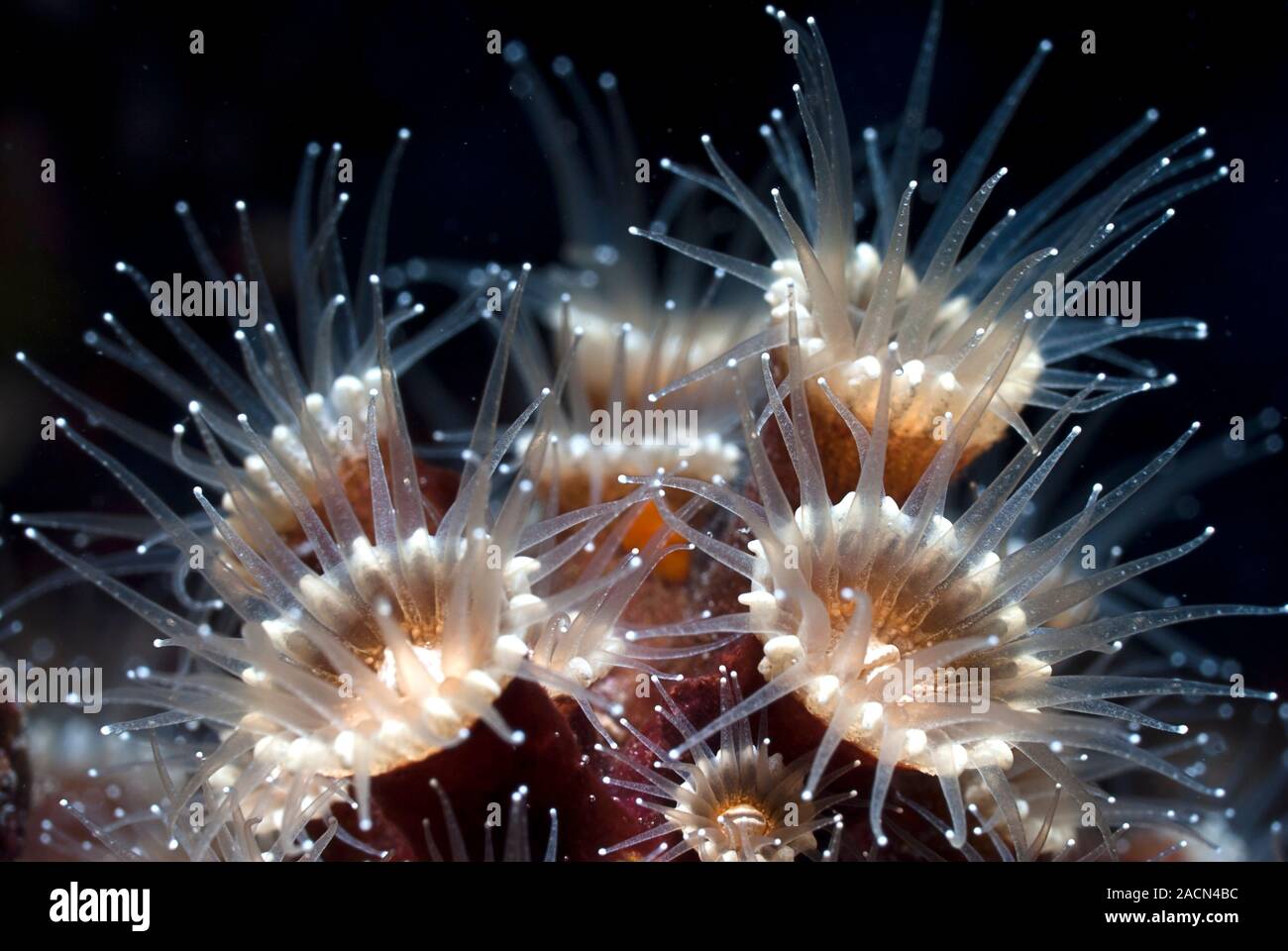 Coral polyps. Close-up of the tentacled polyps of coral (class Anthozoa ...