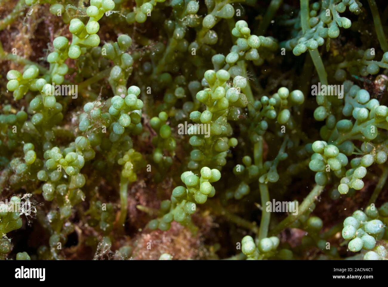 Invasive seaweed. Caulerpa racemosa green algae. This usually tropical ...