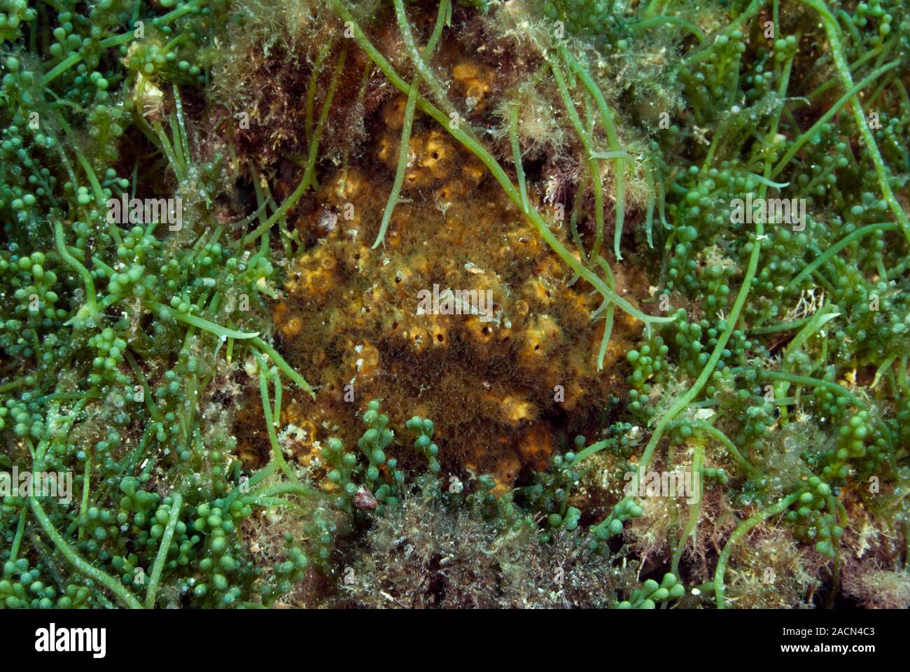 Invasive seaweed and coral. Caulerpa racemosa green algae on Oculina ...