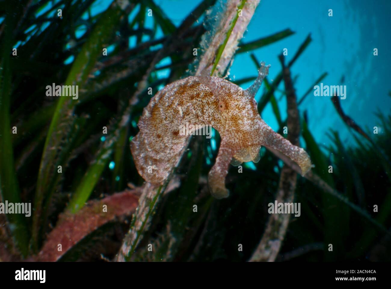 Sea slug on seagrass. Sea slug (Petalifera petalifera) on a Neptune ...