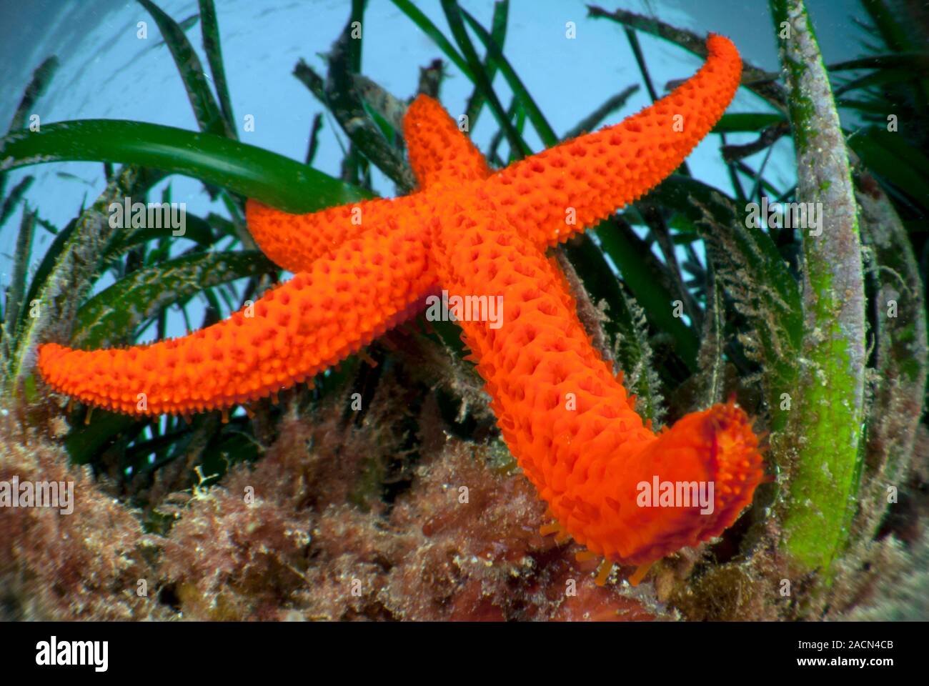 Red starfish on seagrass. Red starfish (Echinaster sepositus) walking ...