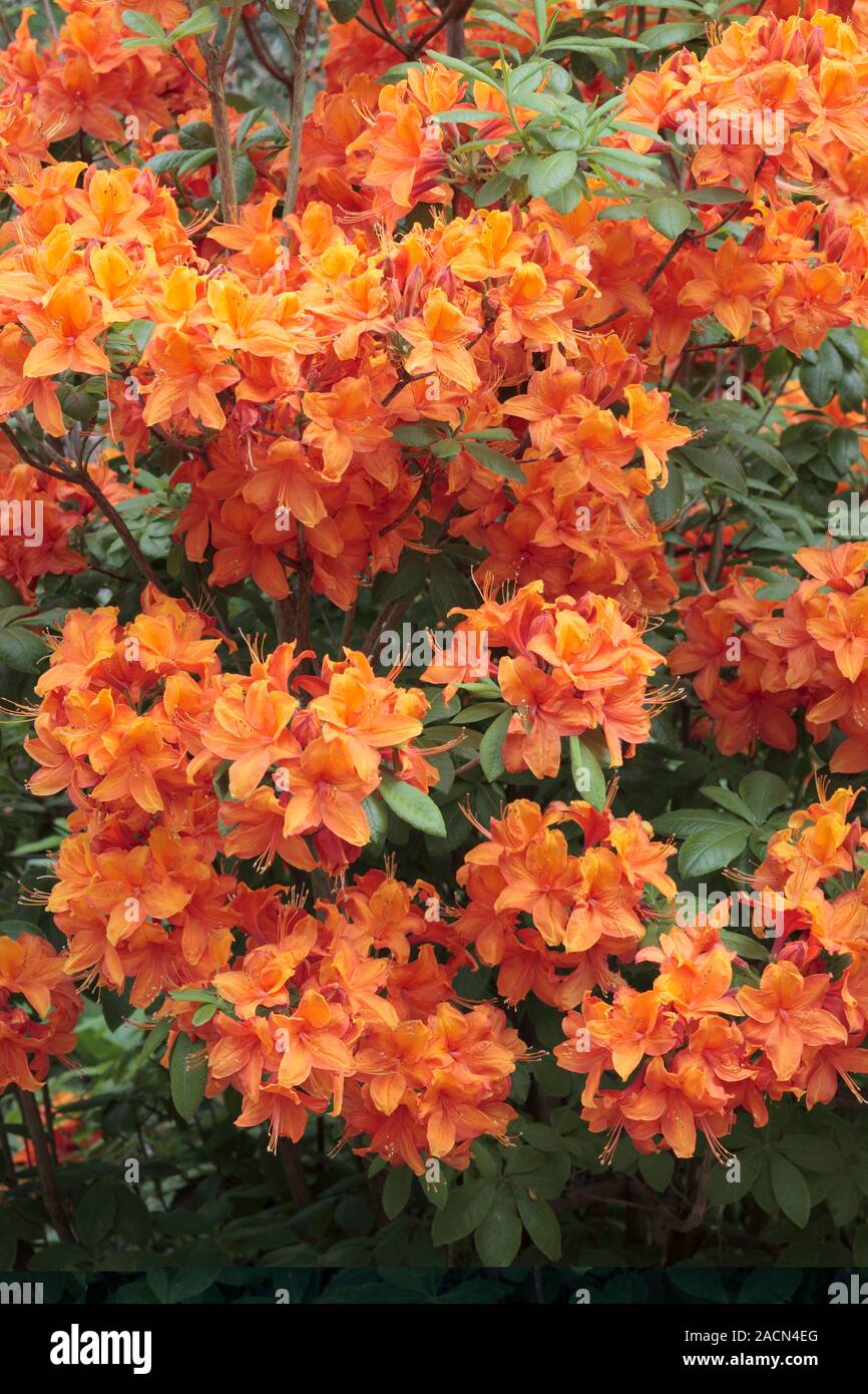 Rhododendron 'Golden Eagle' Stock Photo - Alamy