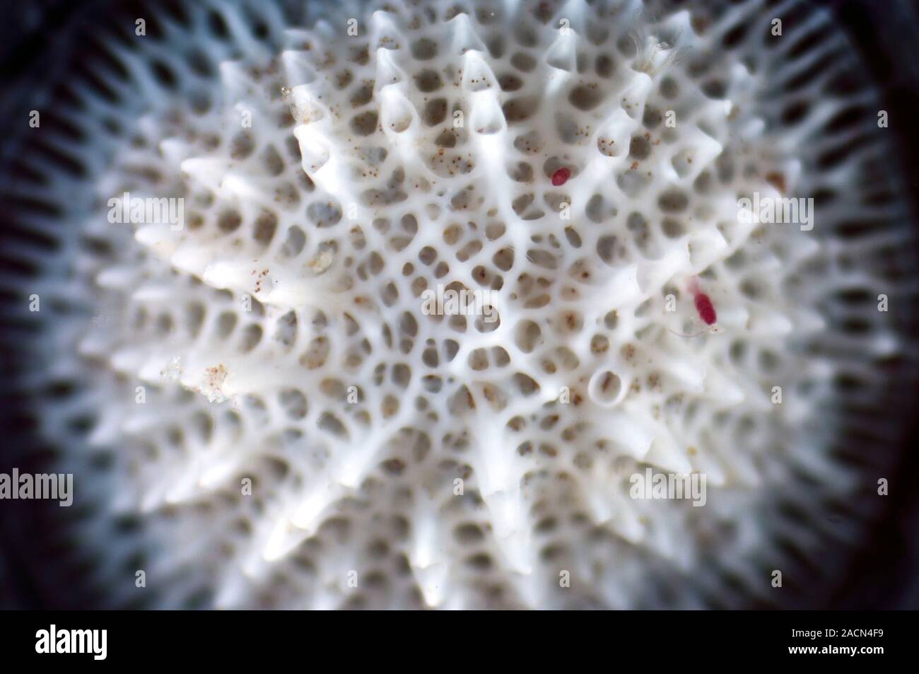 Bryozoan colony. Close-up of a colony of Lichenopora radiata bryozoans ...