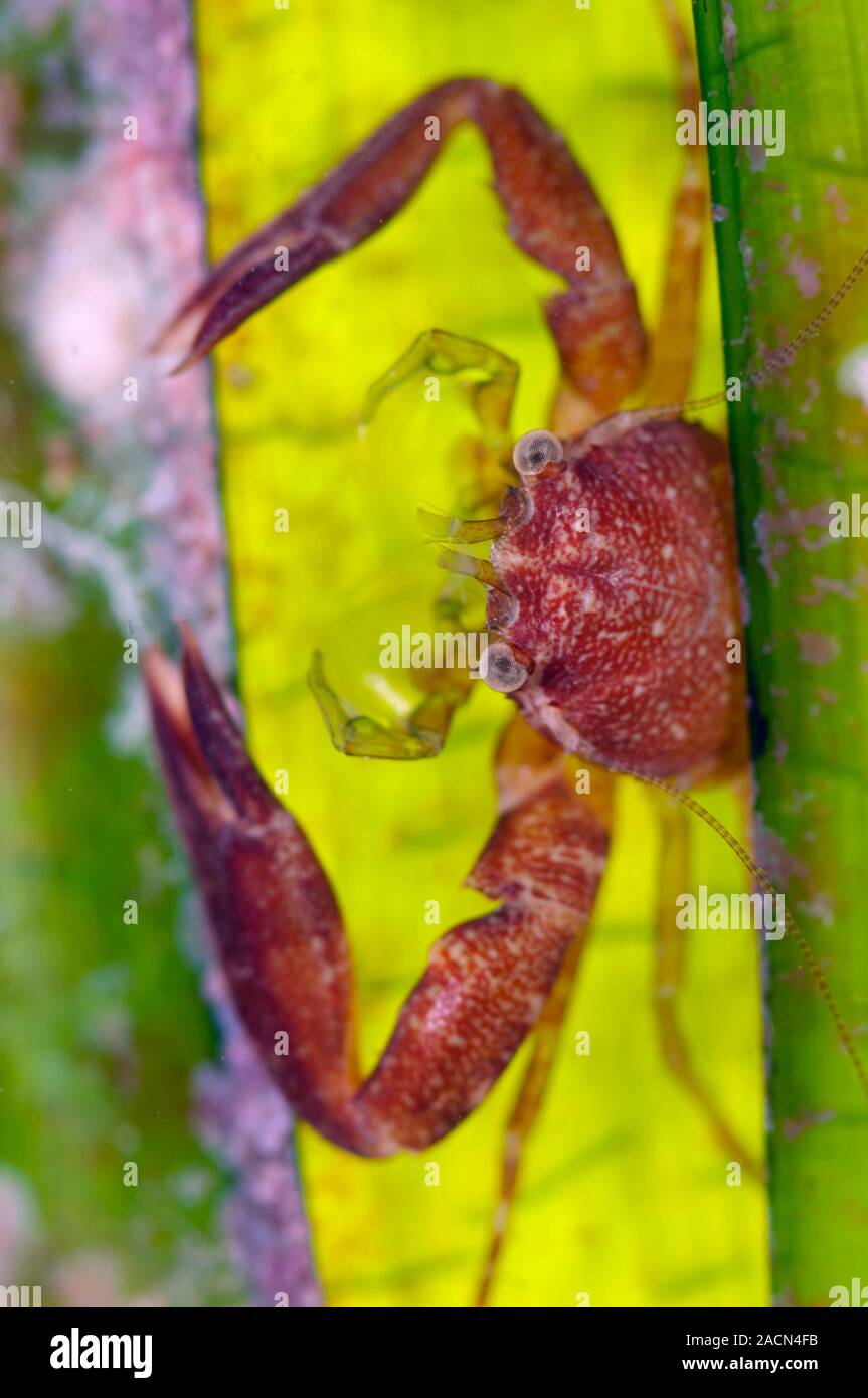 Porcelain crab on Neptune grass. Long-clawed porcelain crab (Pisidia ...