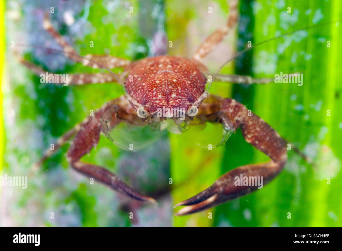 Porcelain crab on Neptune grass. Long-clawed porcelain crab (Pisidia ...