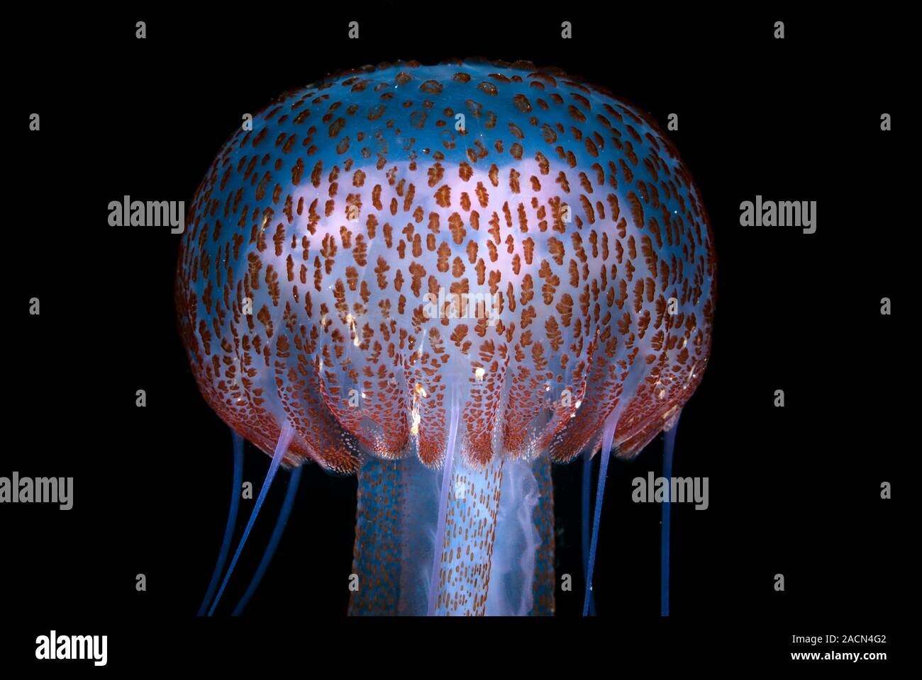Mauve stinger jellyfish (Pelagia noctiluca). This species of jellyfish ...