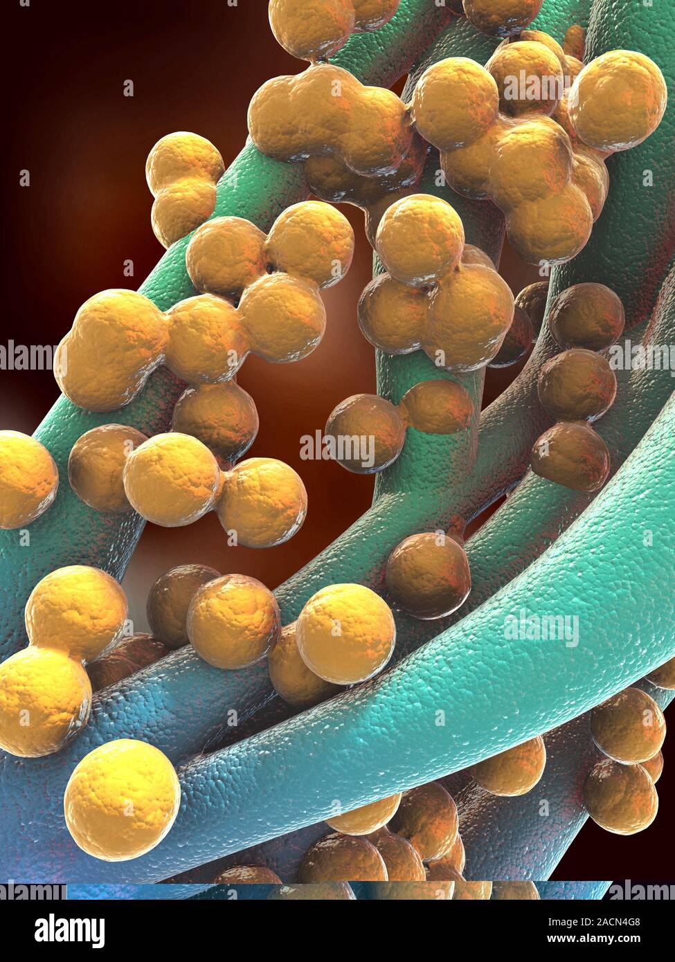 Staphylococcus aureus MRSA bacteria, computer artwork. Methicillin ...