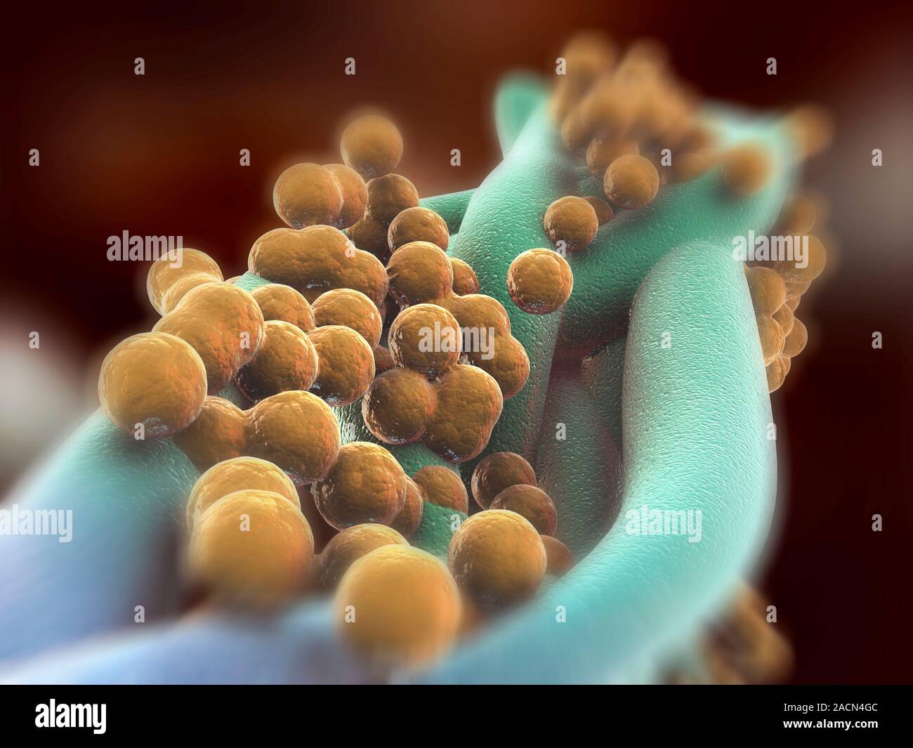 Staphylococcus aureus MRSA bacteria, computer artwork. Methicillin ...