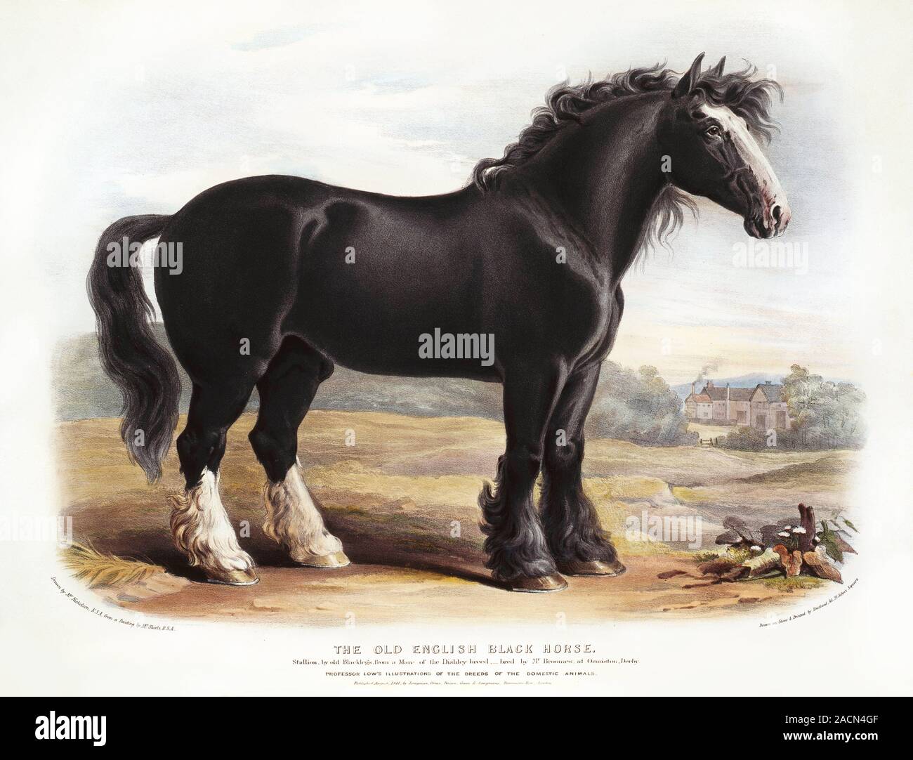 Old English Black Horse. 19th-century artwork of a stallion of the Old ...