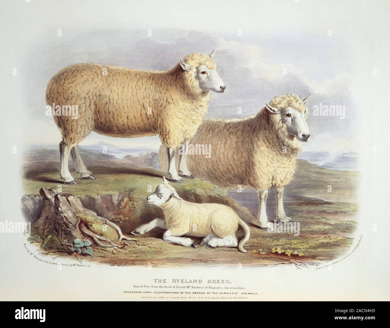 Ryeland Sheep. 19th-century artwork of a ram, ewe and lamb of the ...